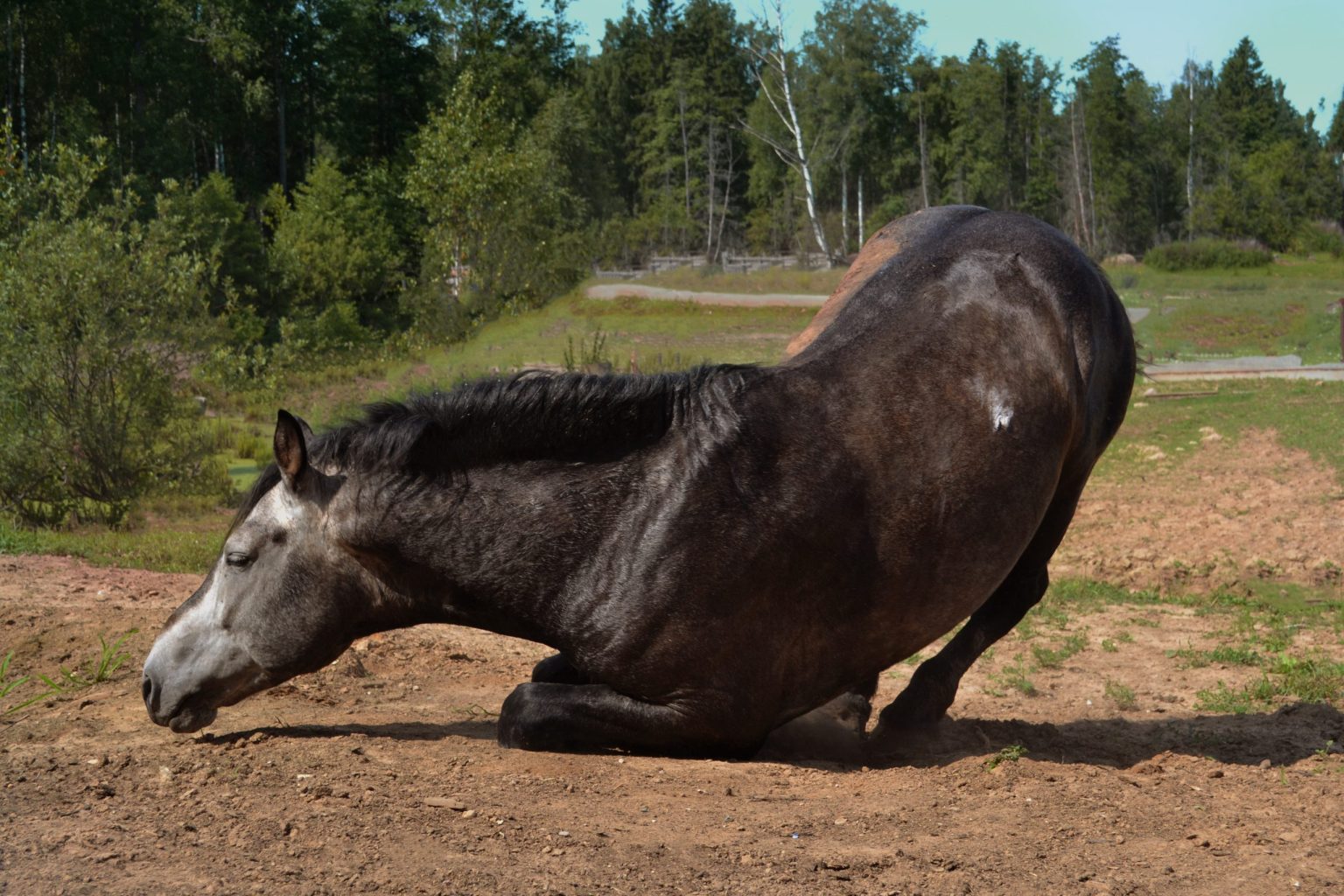 Ulcères gastriques chez le cheval : circonstances d'apparition ...