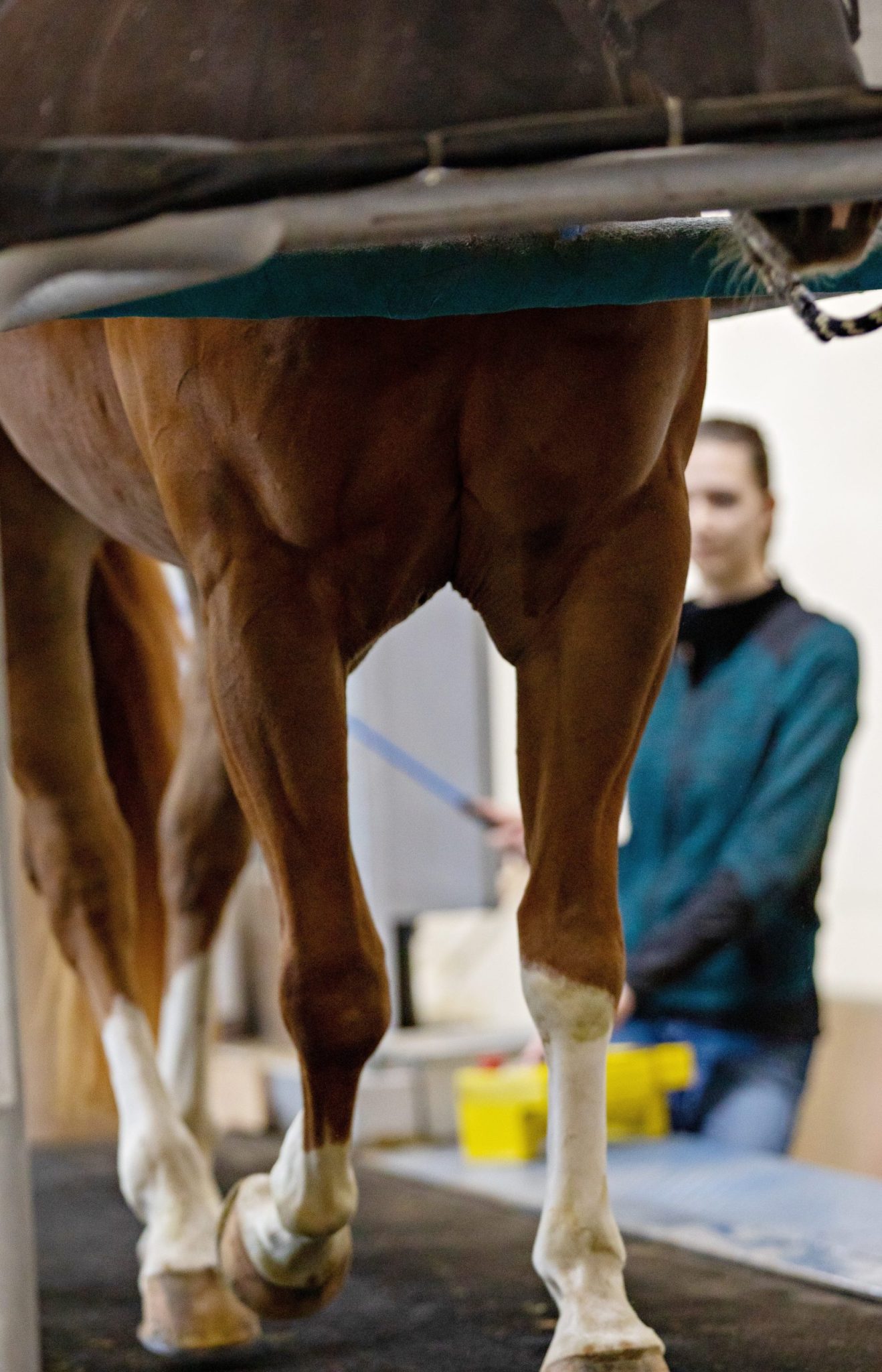 Tout savoir sur le muscle chez le cheval : fonctionnement, performances ...