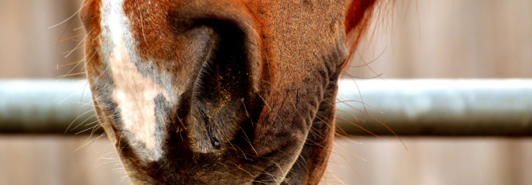 Cheval - Nos fiches santés | Certivet