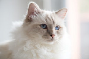 Guide sur le Sacré de Birmanie ou Chat Birman | Certivet