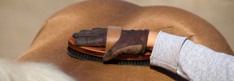 La région du boulet chez le cheval : anatomie, pathologies courantes et ...